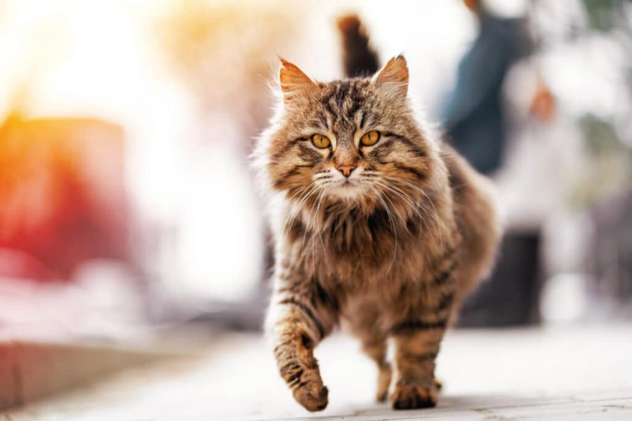 Chat qui urine partout : solutions efficaces pour l'empêcher ! - Les ...